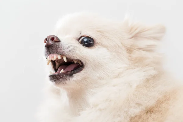 Angry dog Stock Photos, Royalty Free Angry dog Images | Depositphotos