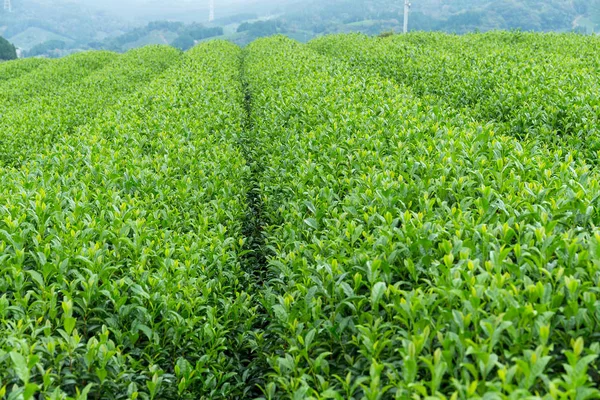Green tea farm — Stock Photo © leungchopan #137985266