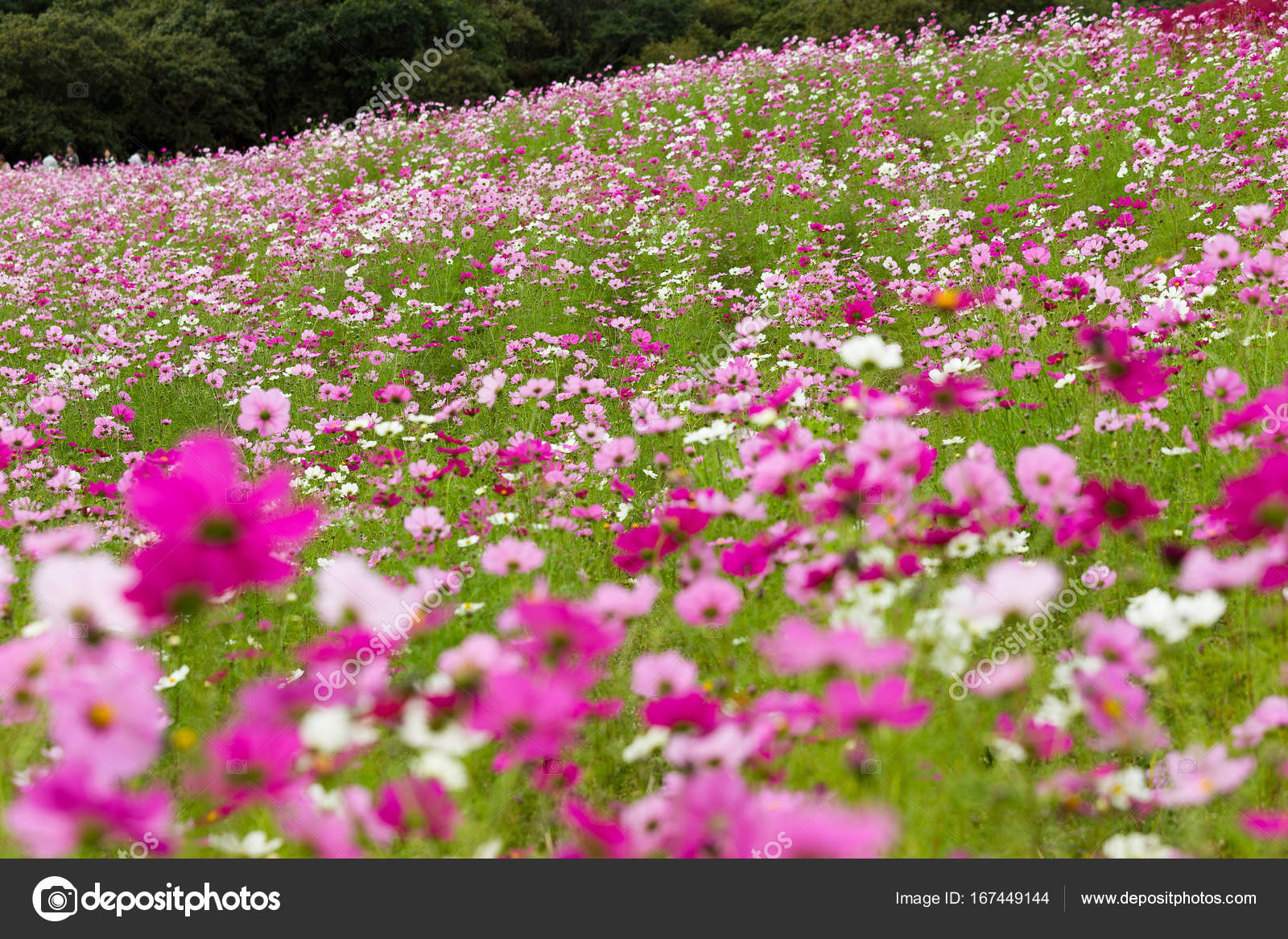 Pink cosmos flower field — Stock Photo © leungchopan #167449144
