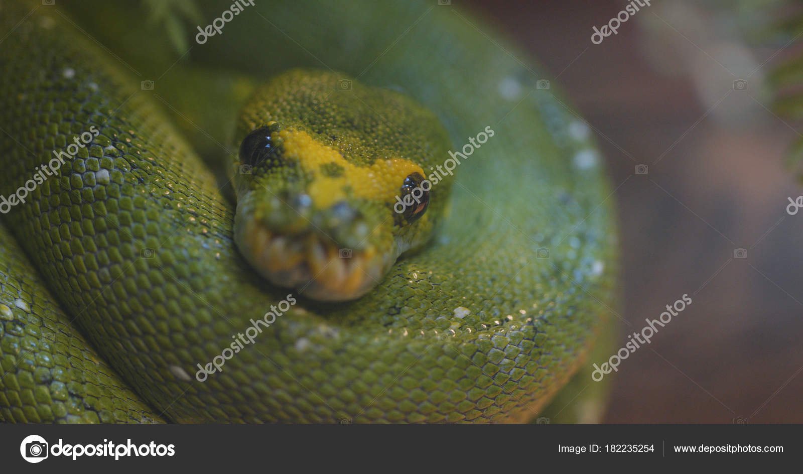 Green Tree Python Close — Stock Photo © leungchopan #182235254