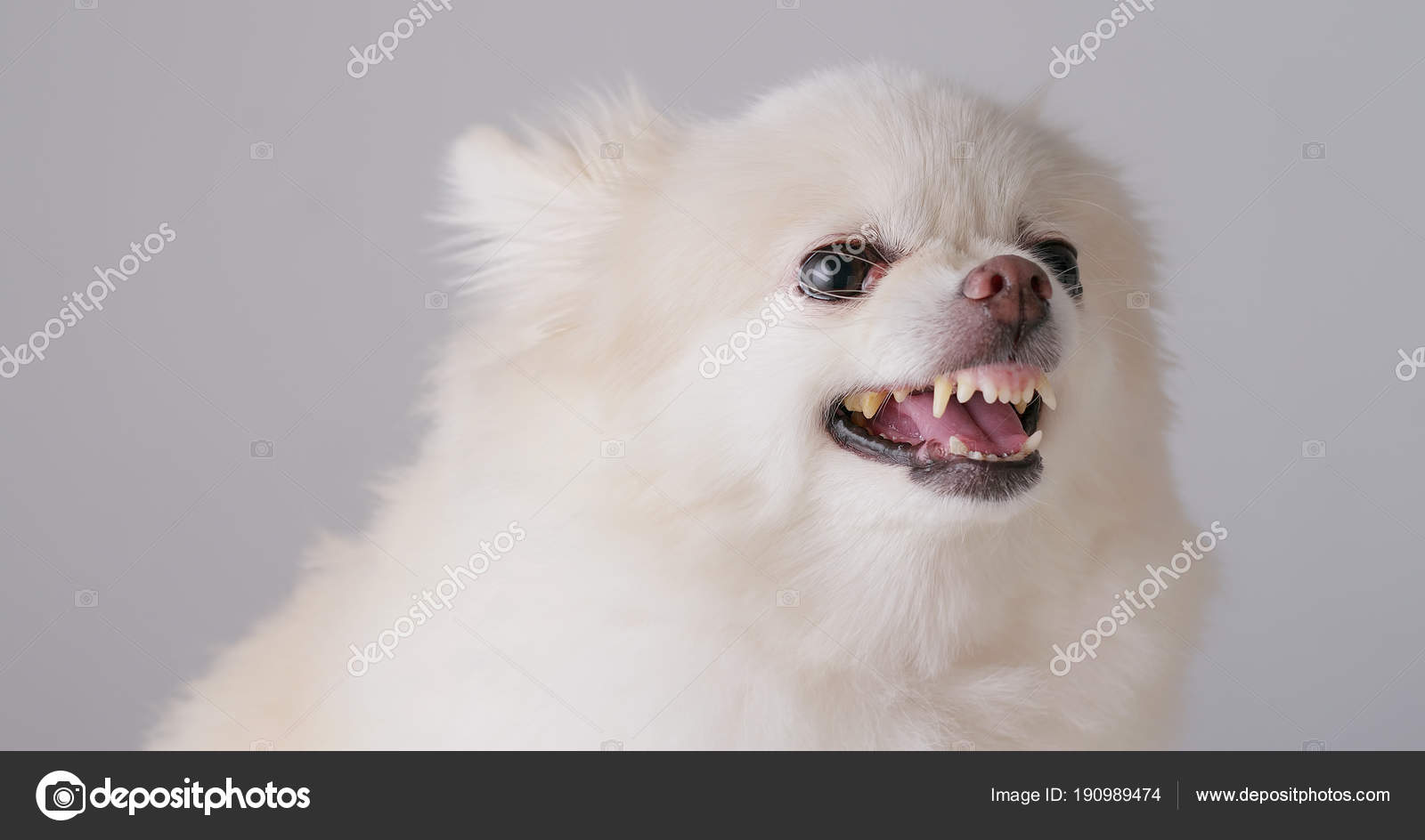 White Pomeranian Dog Feeling Angry — Stock Photo © leungchopan #190989474