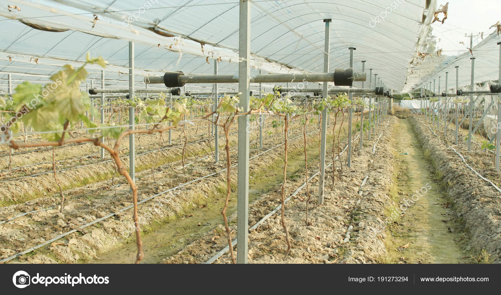 New Grape Fruit Farm Stock Photo by ©leungchopan 191273294