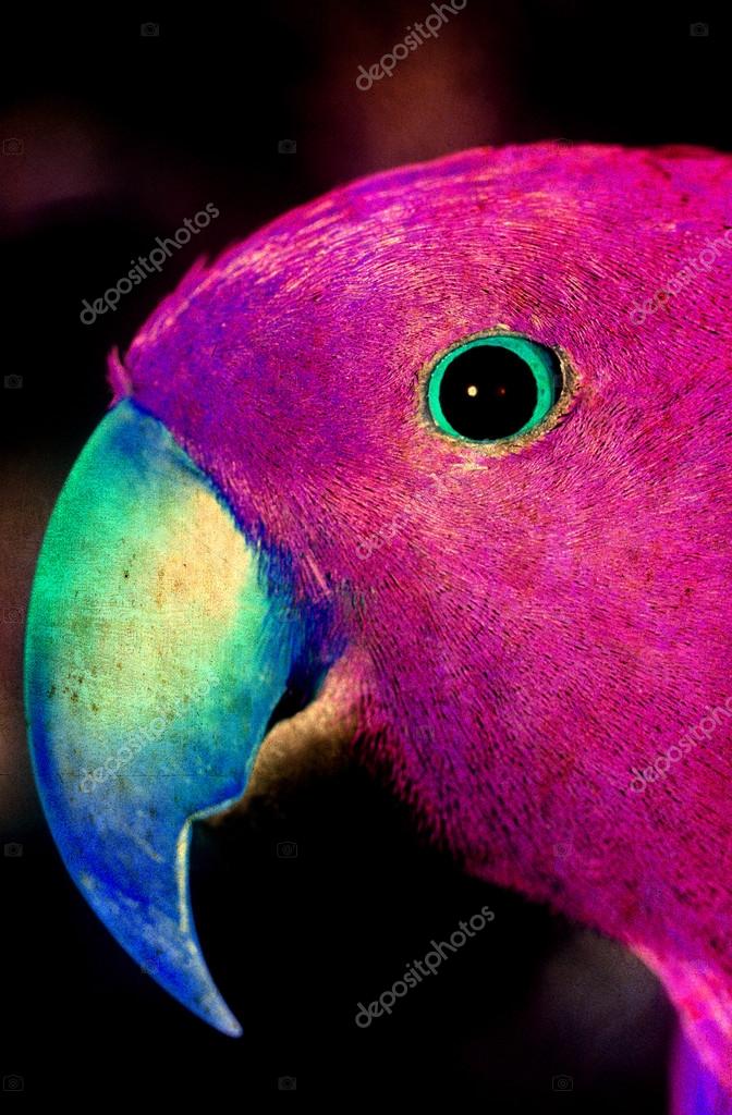 Colorful parakeet's head Stock Photo by ©londondeposit 127345014