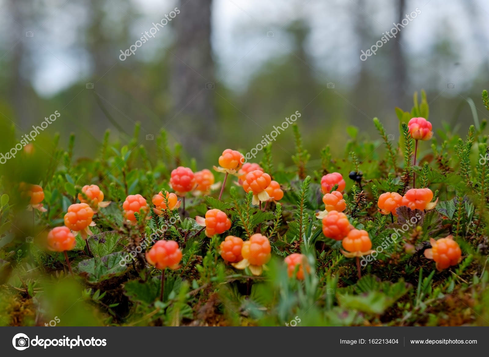 Cloudberry Plant