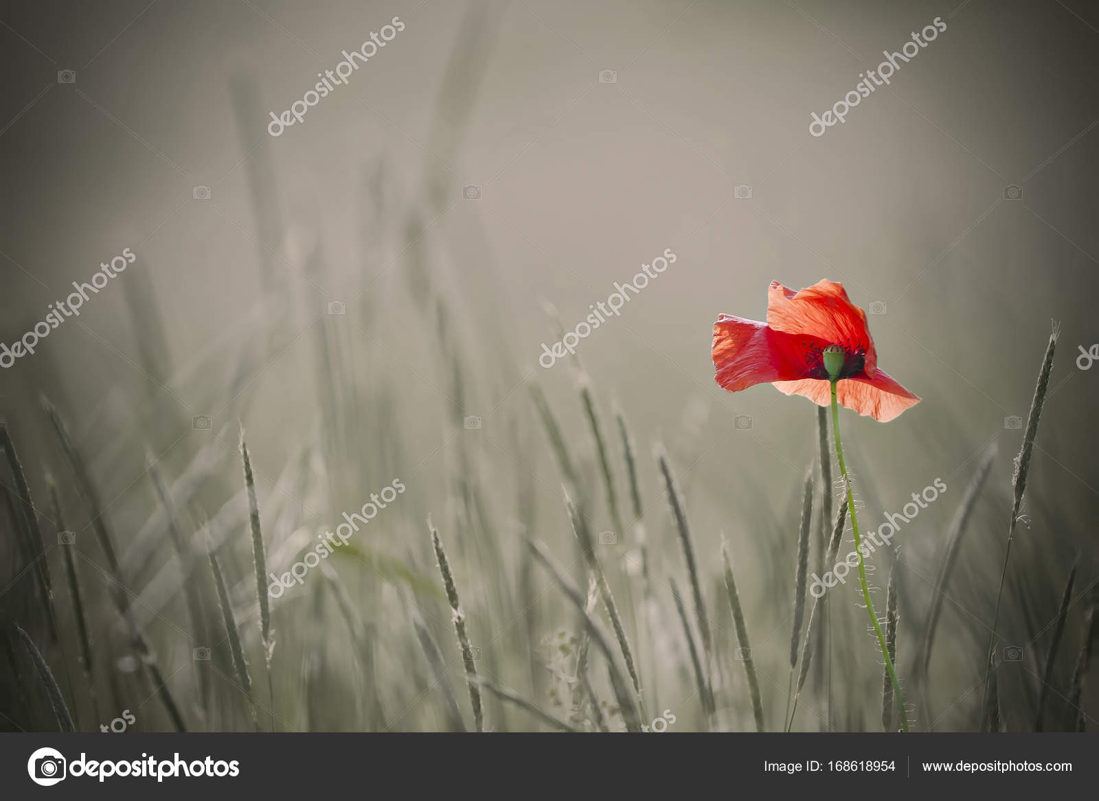 Single poppy ot colorless background Stock Photo by ©j_markow 168618954