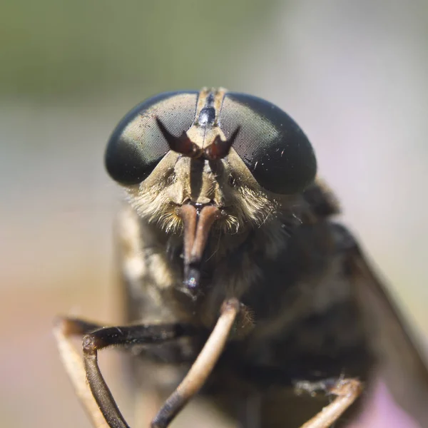 Gadfly - dangerous insect — Stock Photo © Inventor #132820332