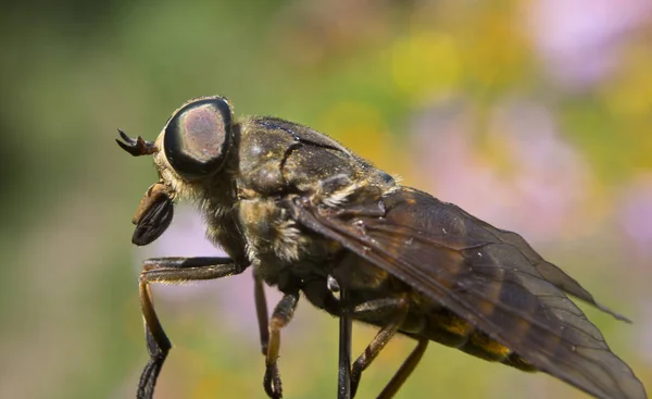 Two winged insects Stock Photos, Royalty Free Two winged insects Images ...