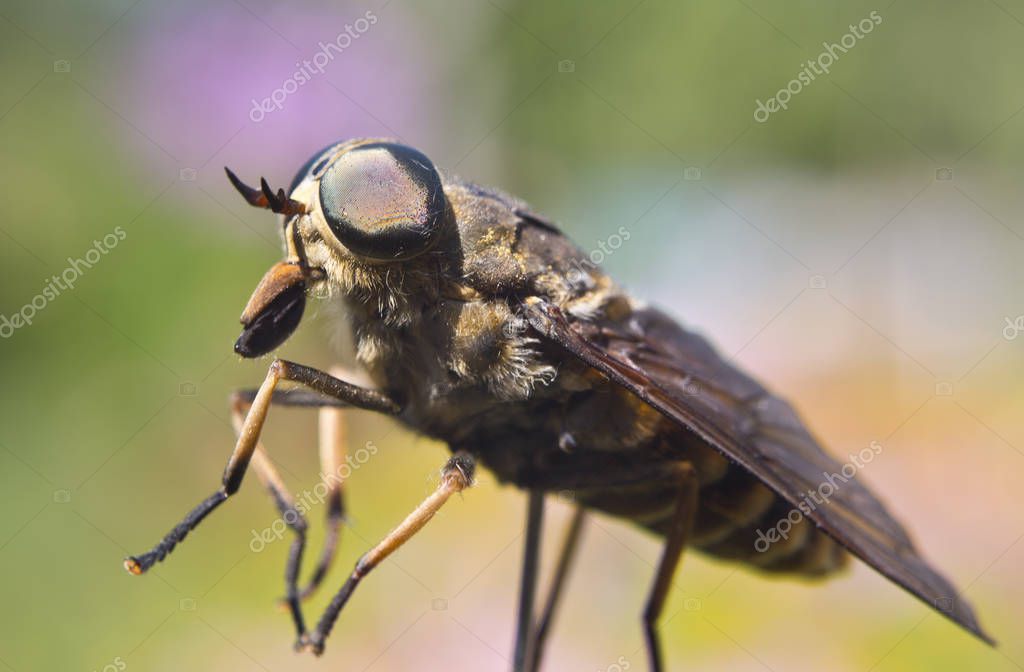 Gadfly - dangerous insect — Stock Photo © Inventor #132820332