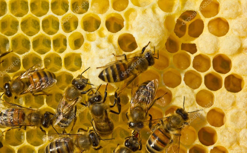 Abejas, sus larvas y capullos, capullos de reinas de abejas 2022