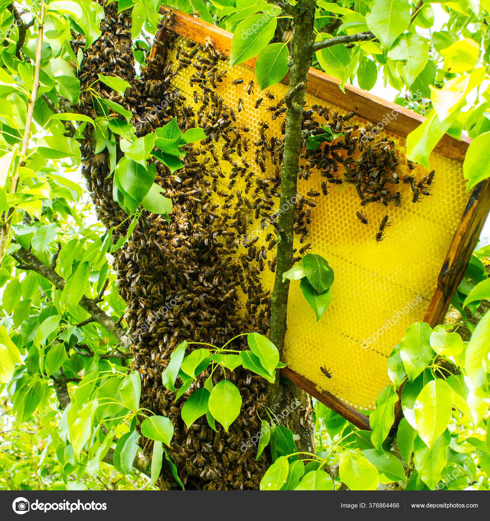 Beehive In Tree Trunk