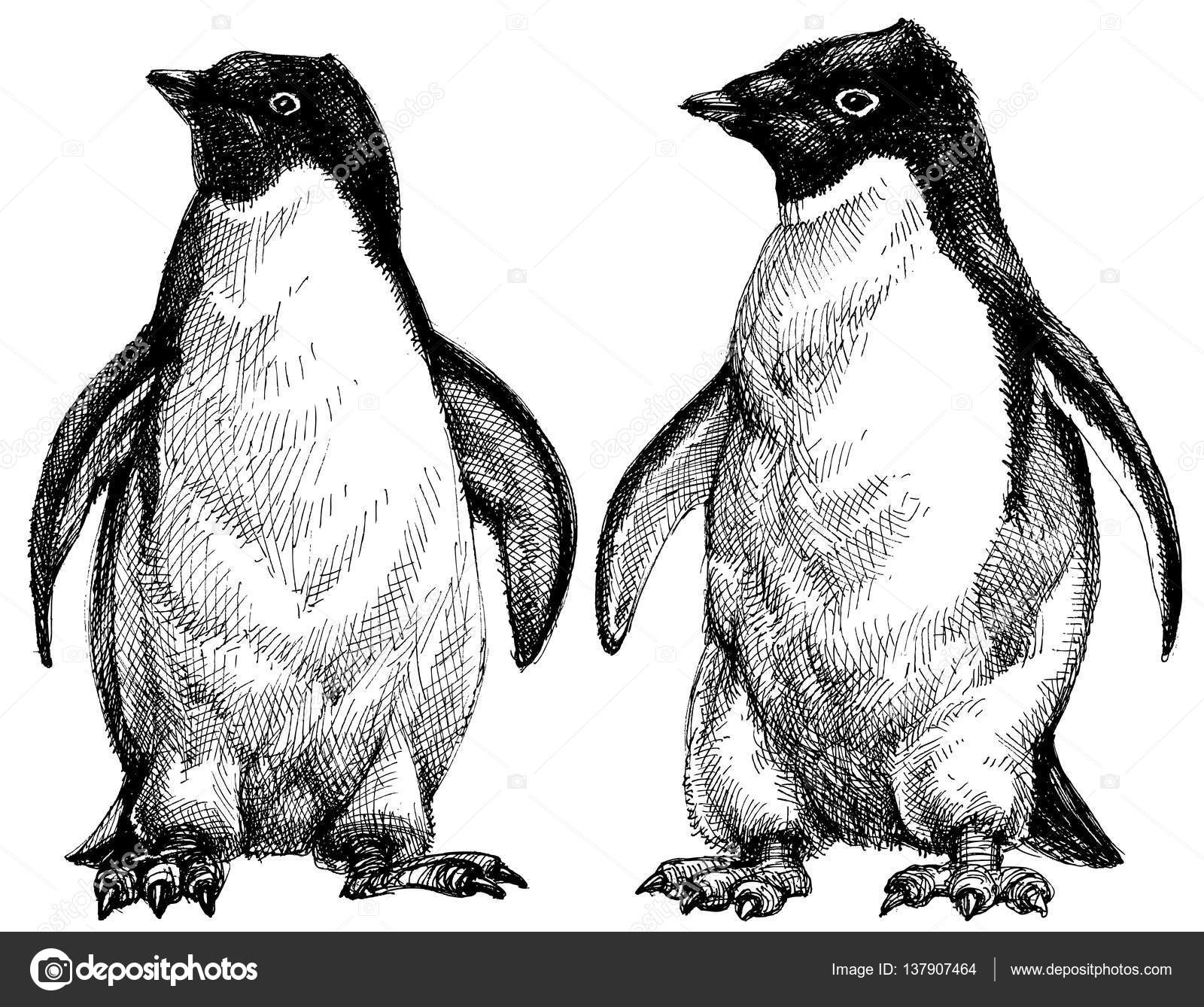 Pingviner Tegning HOW TO DRAW A CUTE PENGUIN EASY STEP BY STEP 🐧