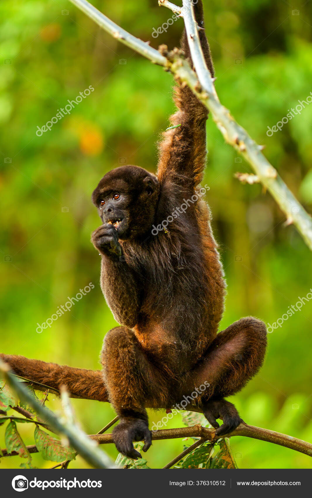 Chorongo Woolly Monkey Hanging Tree Ecuadorian Jungle — Stock Photo ...