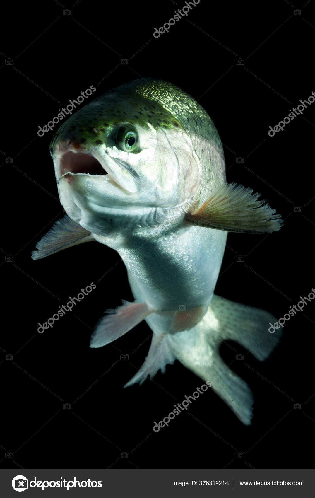 Live Trout Underwater Studio Shot — Stock Photo © ammmit #376319214