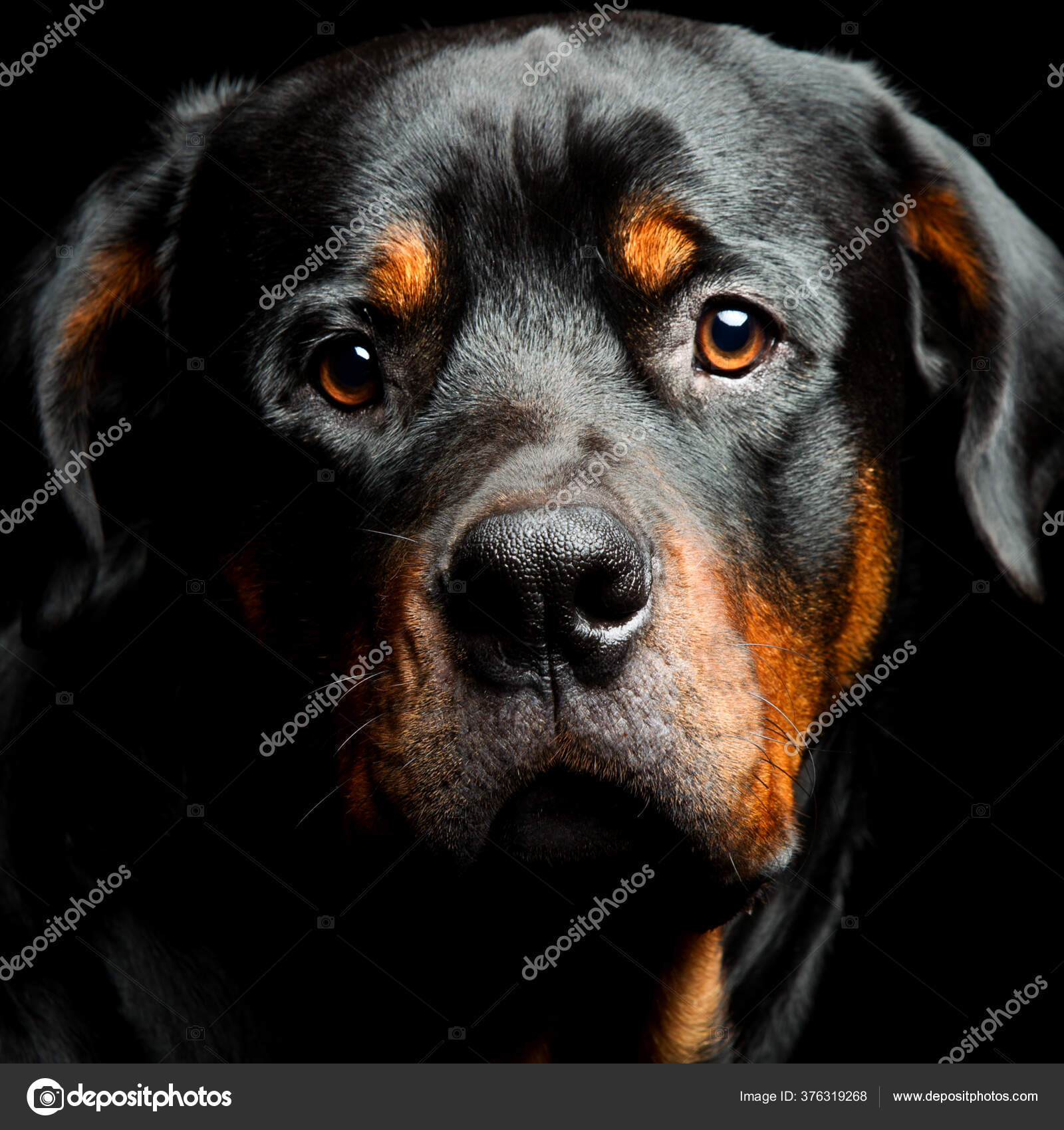 High Contrast Studio Portrait Adult Male Rottweiler Purebred Dog ...