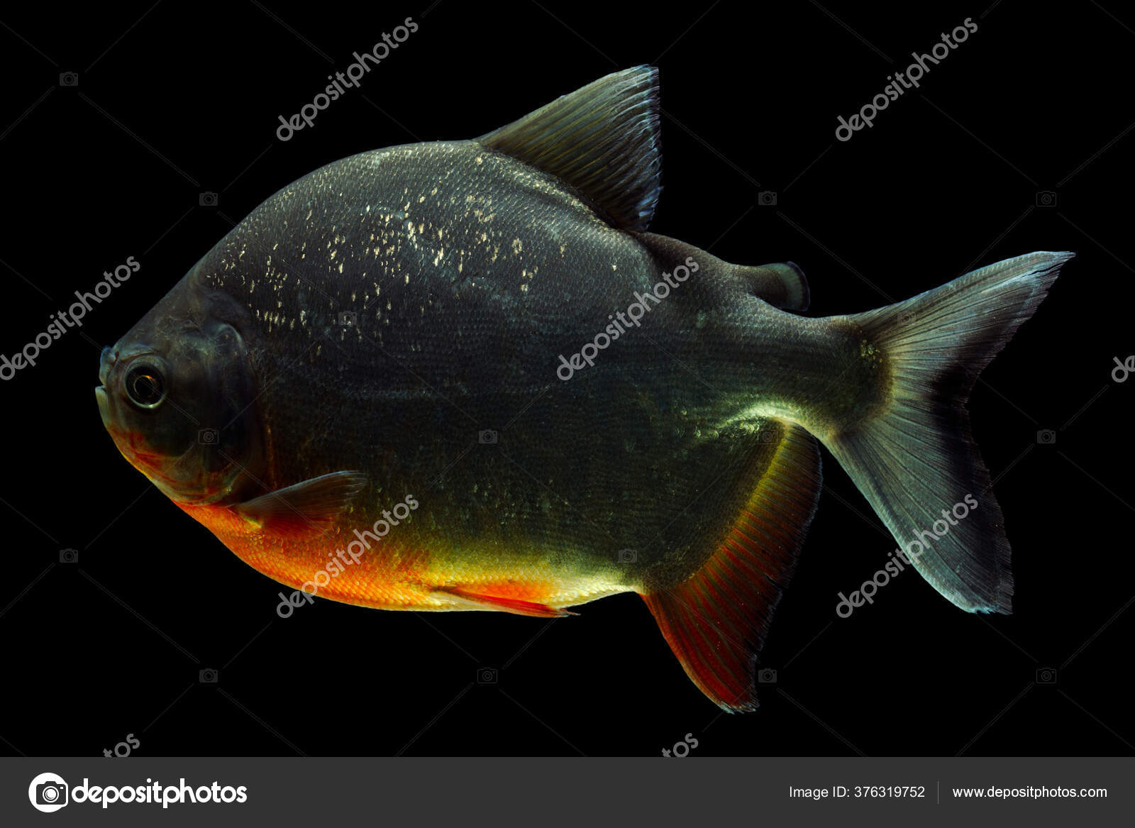 Pacu Fish In Aquarium