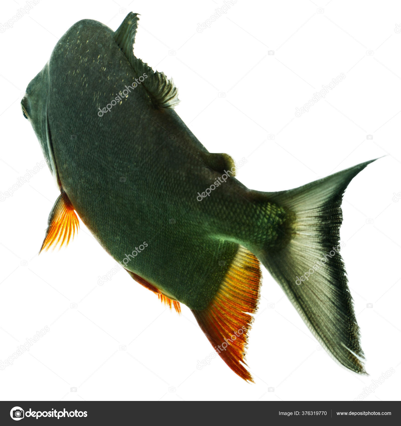 Tambaqui Aquaculture