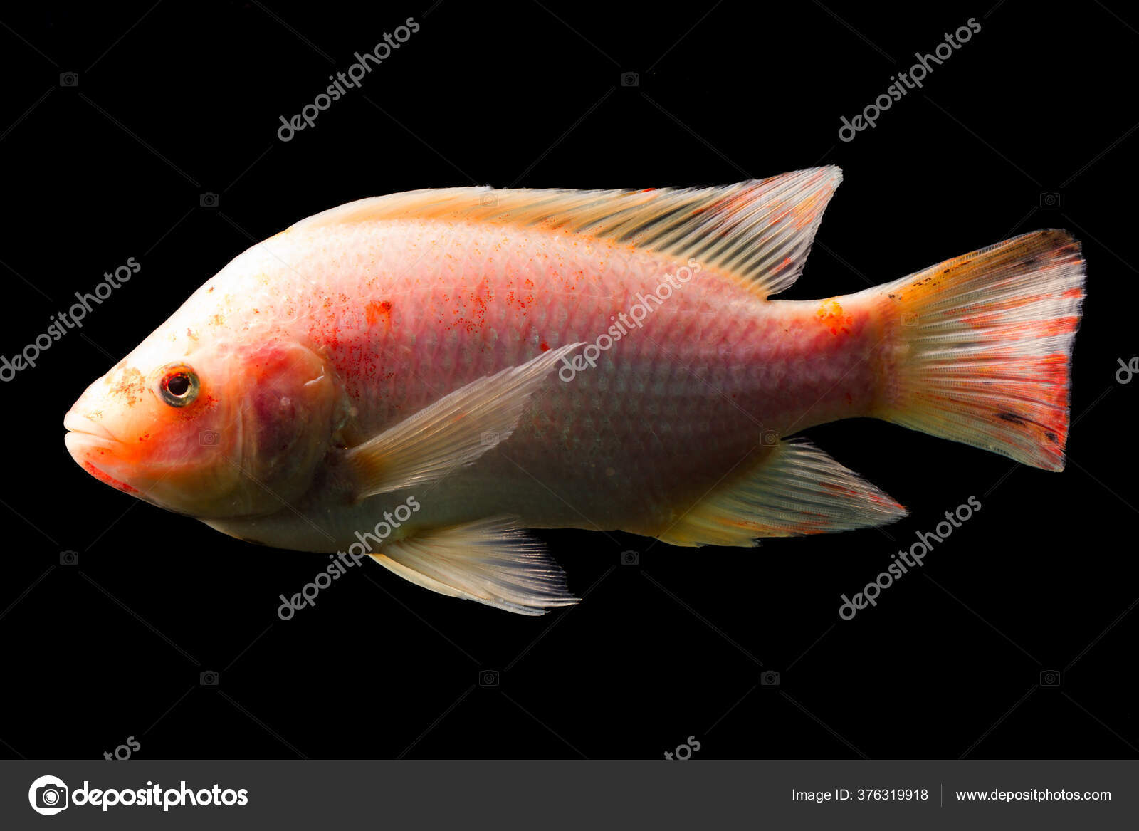Red Tilapia