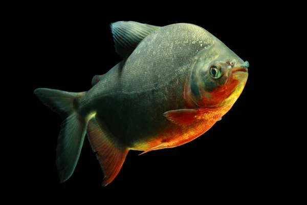 Tambaqui pacu fish Stock Photos, Royalty Free Tambaqui pacu fish Images ...
