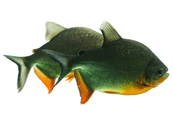 Tambaqui pacu fish Stock Photos, Royalty Free Tambaqui pacu fish Images ...