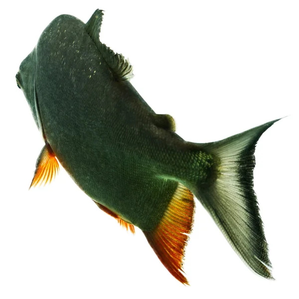 Tambaqui pacu fish Stock Photos, Royalty Free Tambaqui pacu fish Images ...