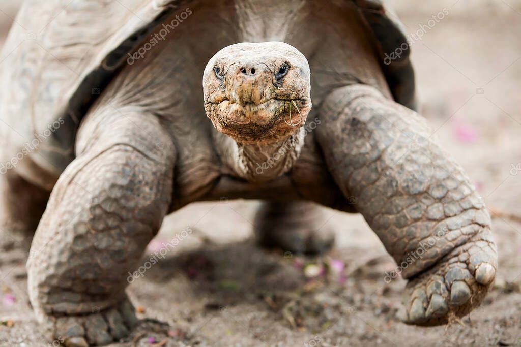 La tortuga gigante de Galápagos es la especie viva más grande de ...