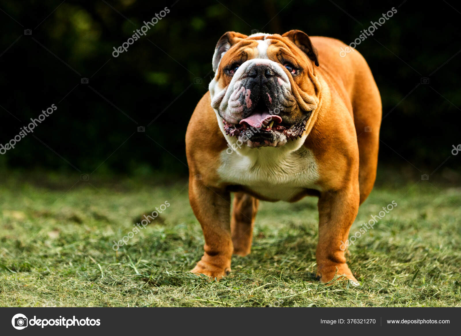 Dark Brown English Bulldog