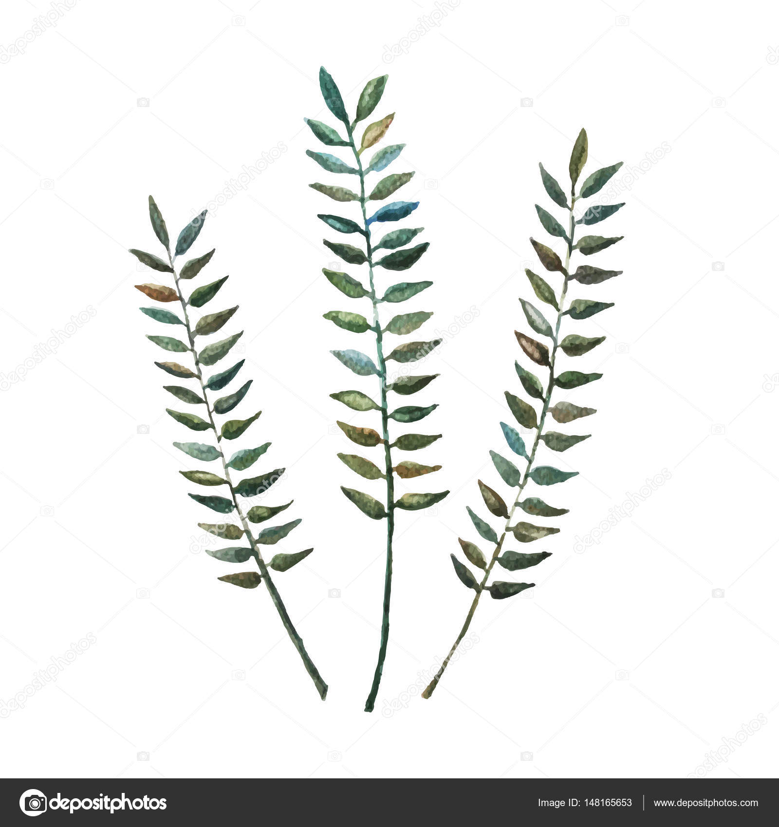 Botanical Vector Image Three Fern Branches Stock Illustration by ...