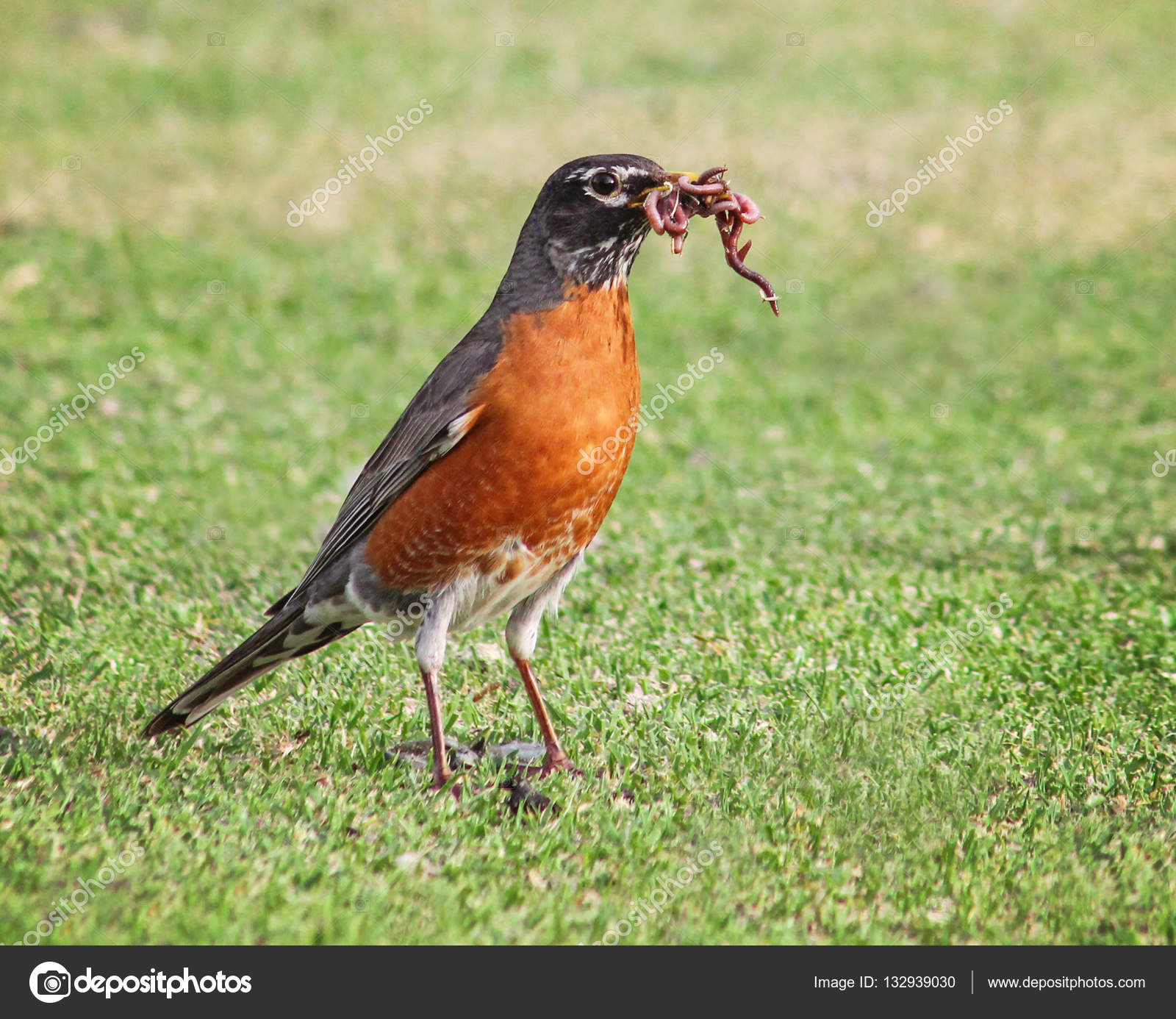 Robin Eating Worms In Dirt