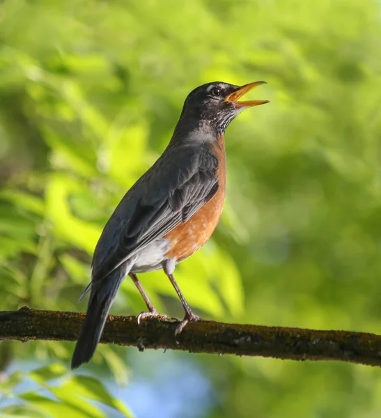 American robin Stock Photos, Royalty Free American robin Images ...