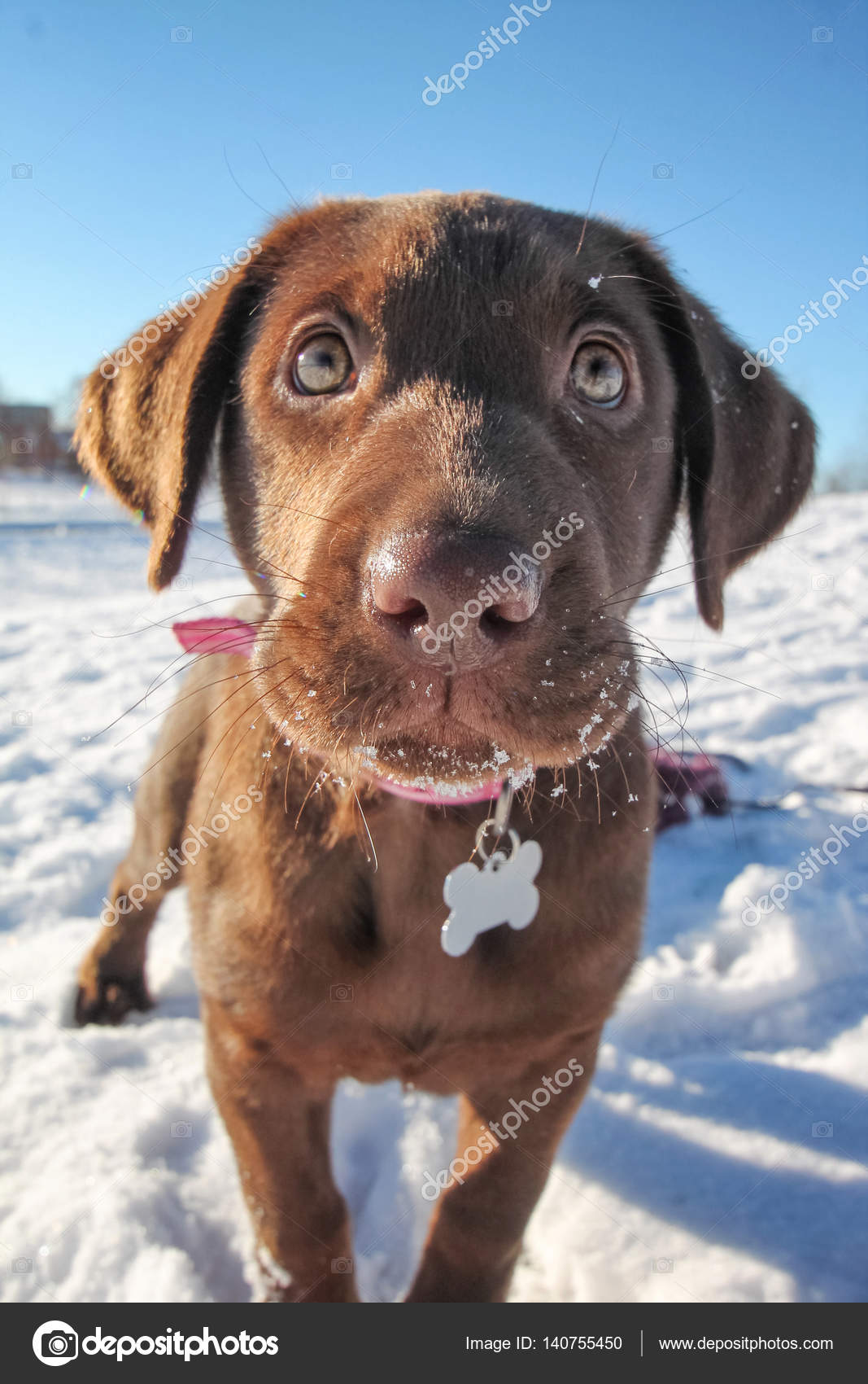 Cute Chocolate Lab Puppies In Snow