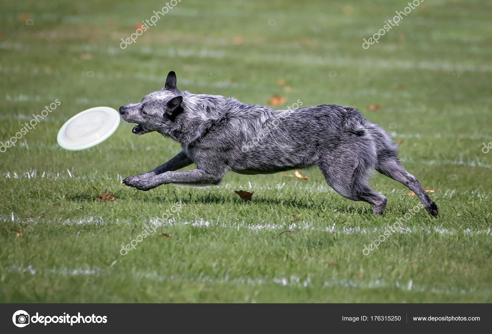 Dog having fun at a public park Stock Photo by ©graphicphoto 176315250