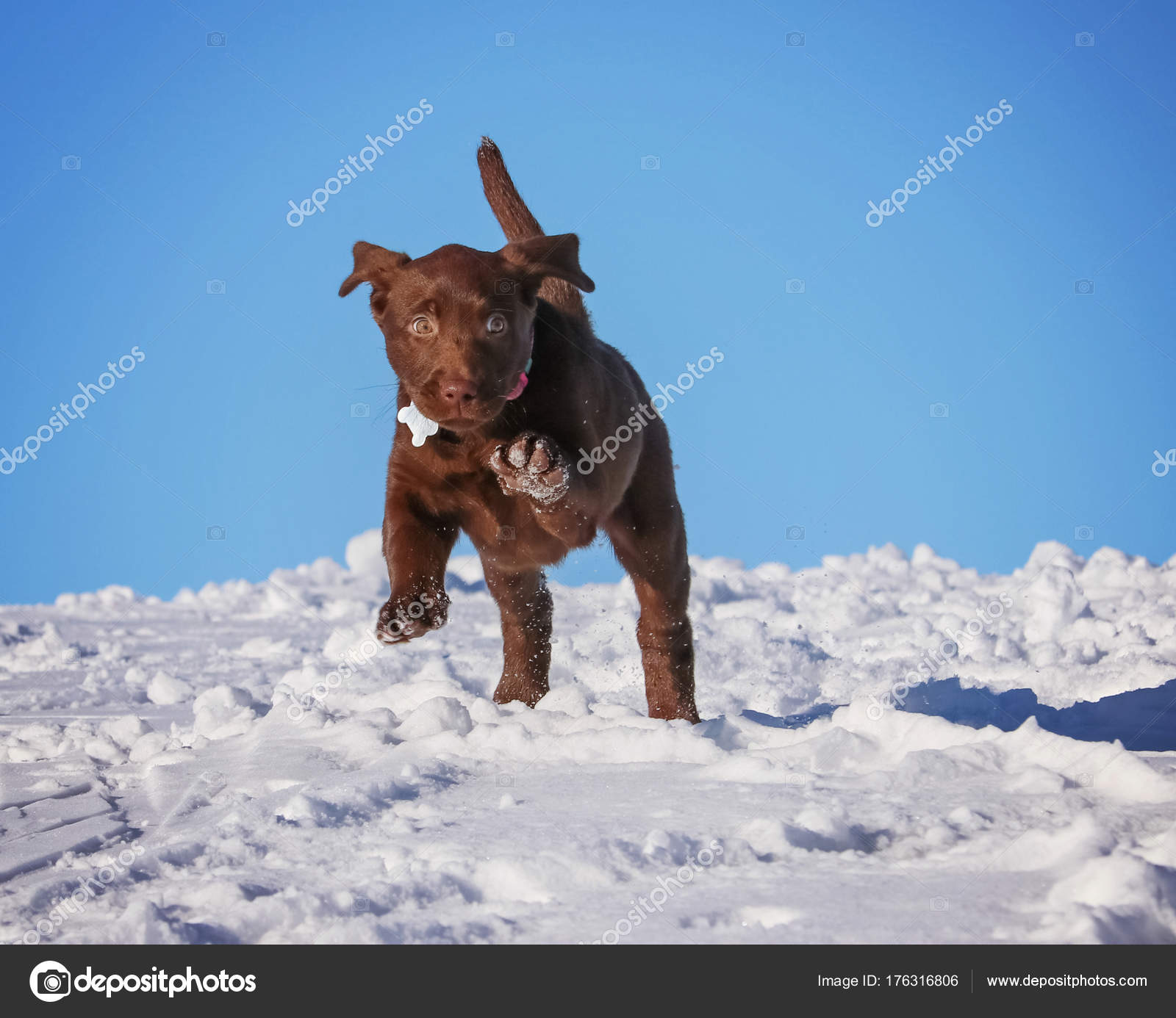 Cute Chocolate Lab Puppies In Snow
