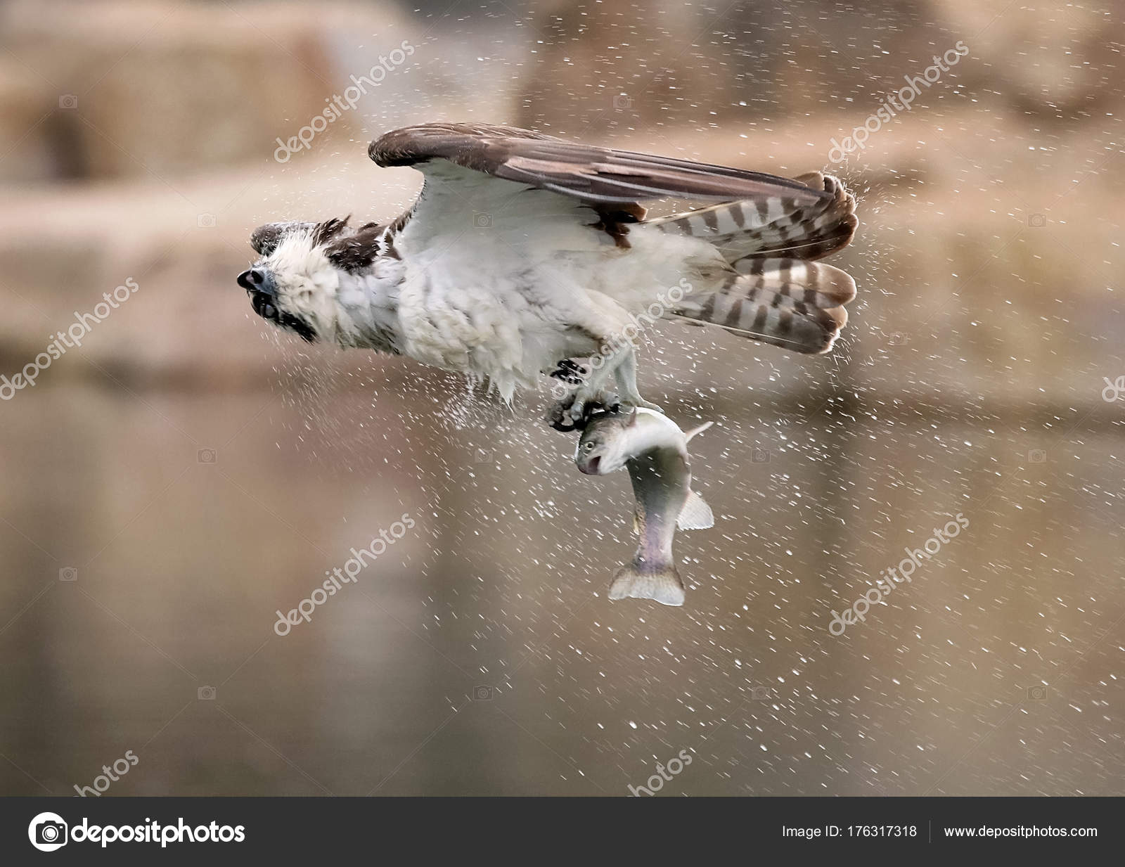 Osprey hunting for fish — Stock Photo © graphicphoto #176317318