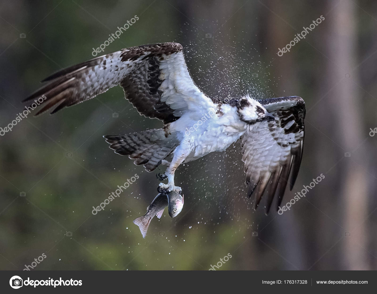 Osprey hunting for fish Stock Photo by ©graphicphoto 176317328