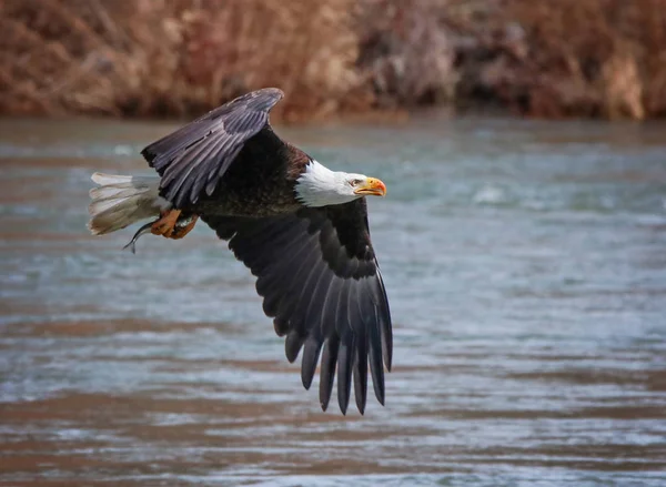 Eagle searching for food — Stock Photo © graphicphoto #176314390