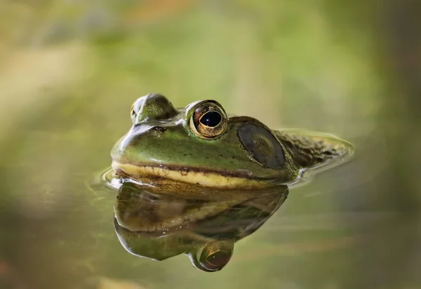 Bullfrog legs Stock Photos, Royalty Free Bullfrog legs Images ...