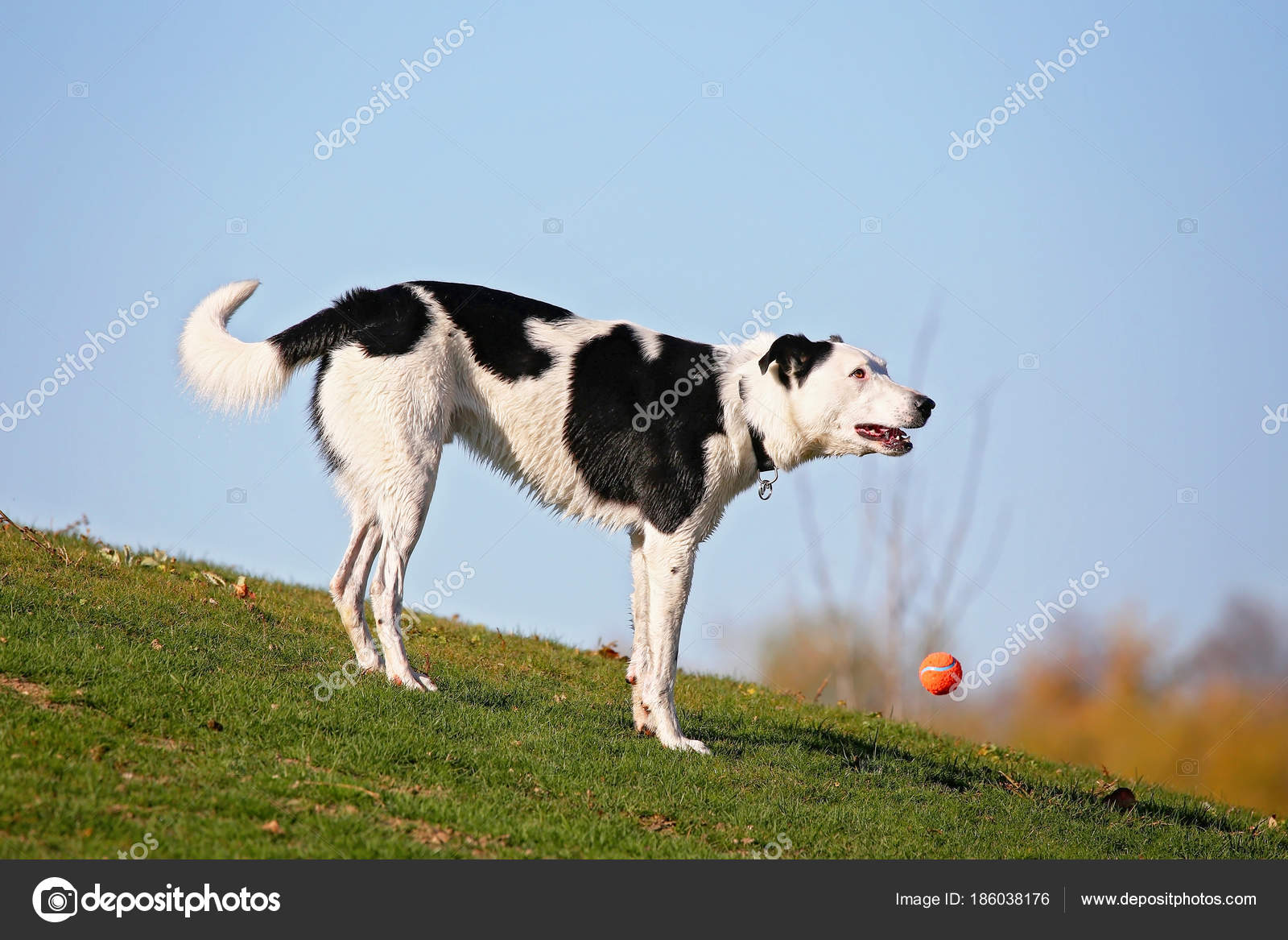 Cute Dogs Playing Fetch