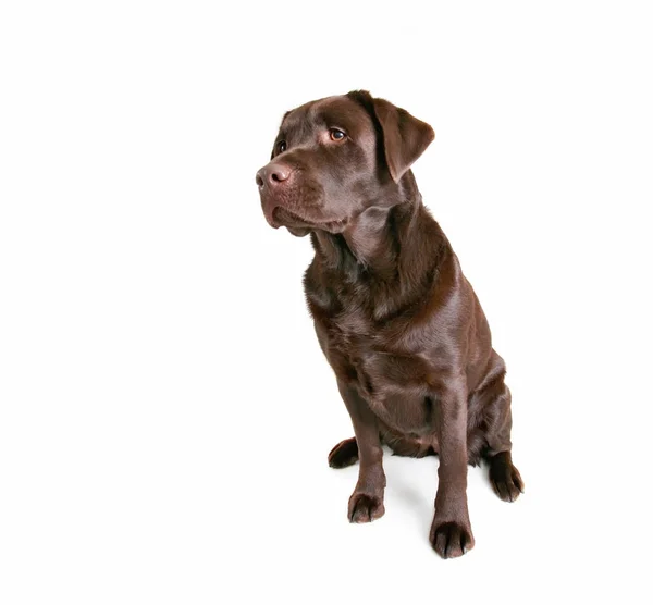 Chocolate lab Stock Photos, Royalty Free Chocolate lab Images ...