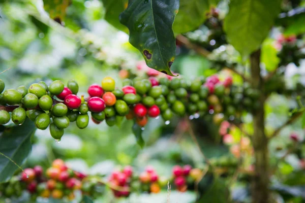 Cafe de colombia Stock Photos, Royalty Free Cafe de colombia Images ...