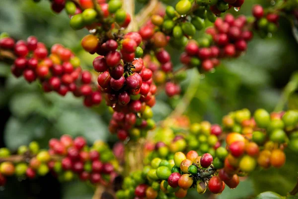 Cafe de colombia Stock Photos, Royalty Free Cafe de colombia Images ...