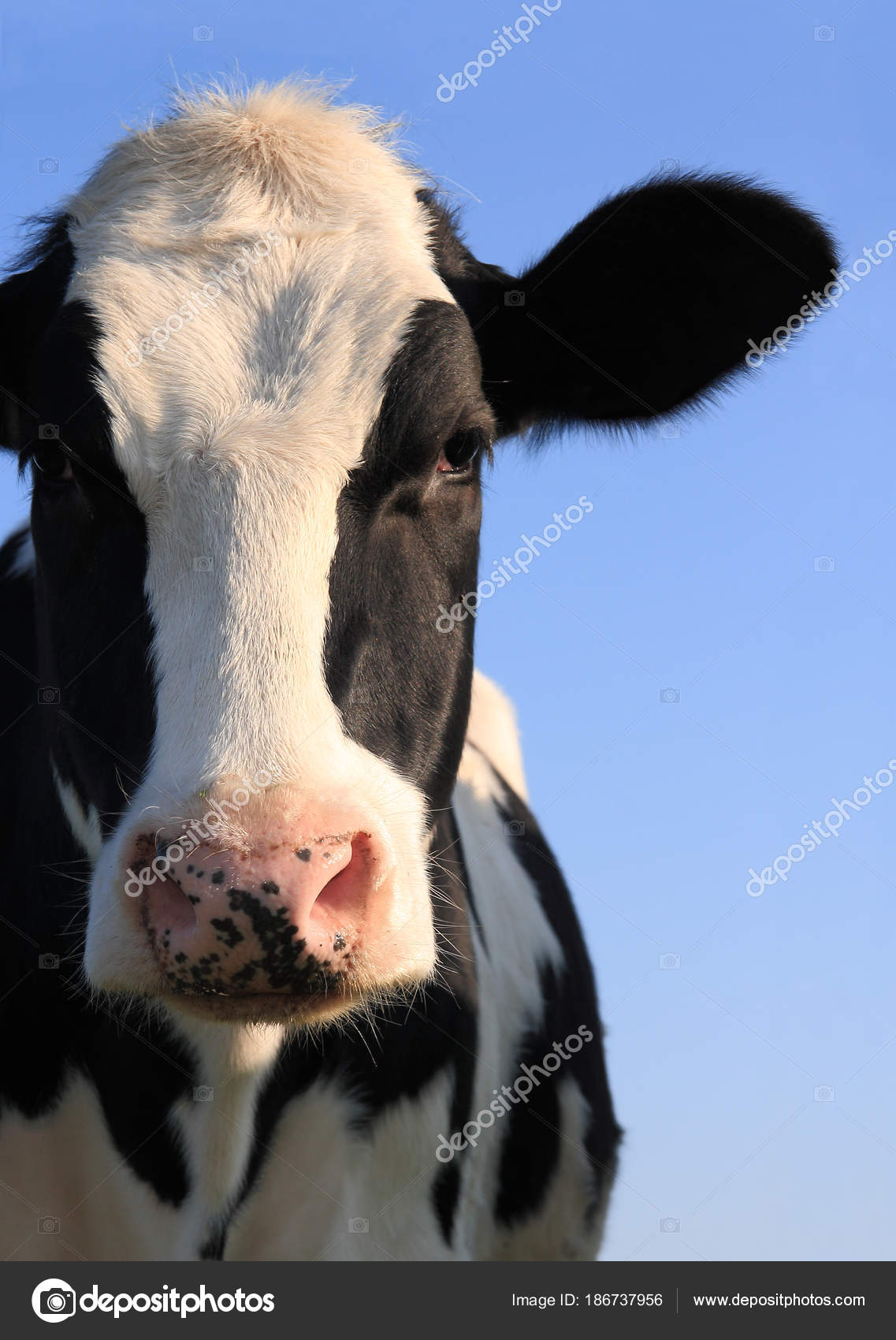 Holstein Dairy Cow Face