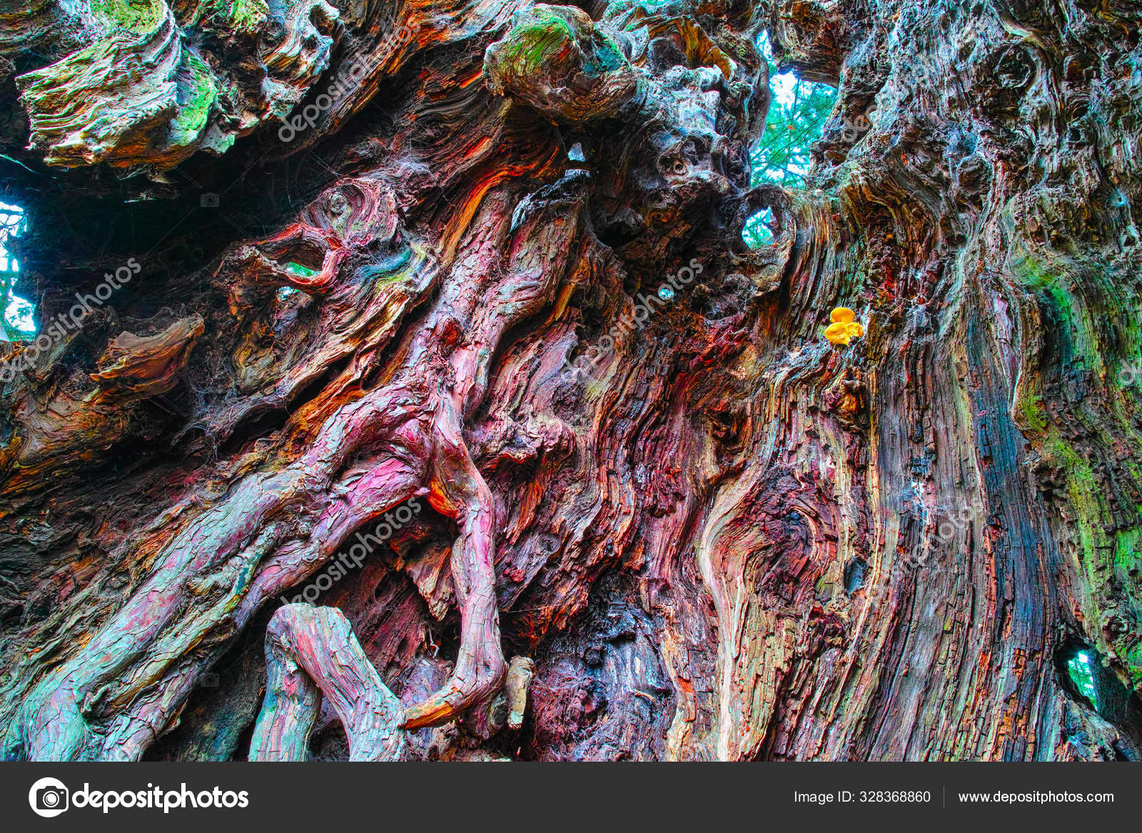 Hollow in the trunk of noteworthy yew tree in many colors of the ...