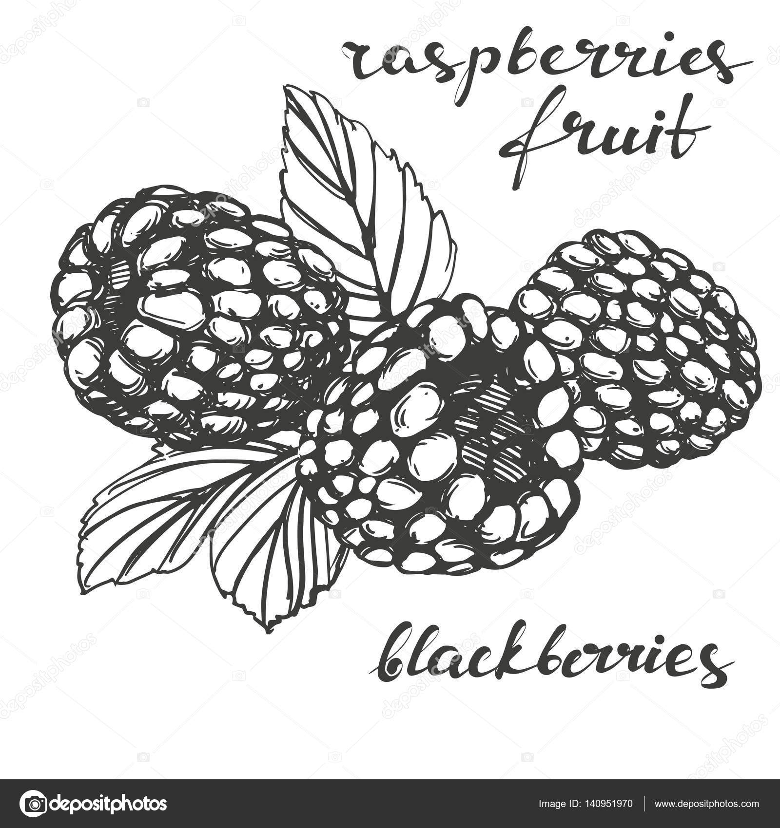 Blackberries, raspberries set hand drawn vector illustration realistic ...