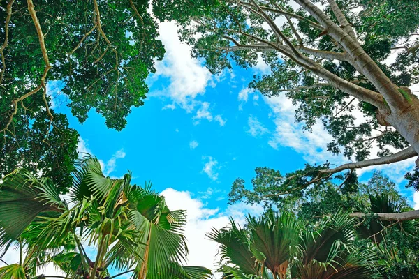 Ramification Stock Photos, Royalty Free Ramification Images ...