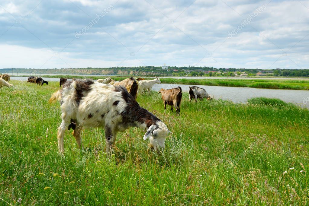Rebaño de cabras y ovejas pastando en el pasto 2022