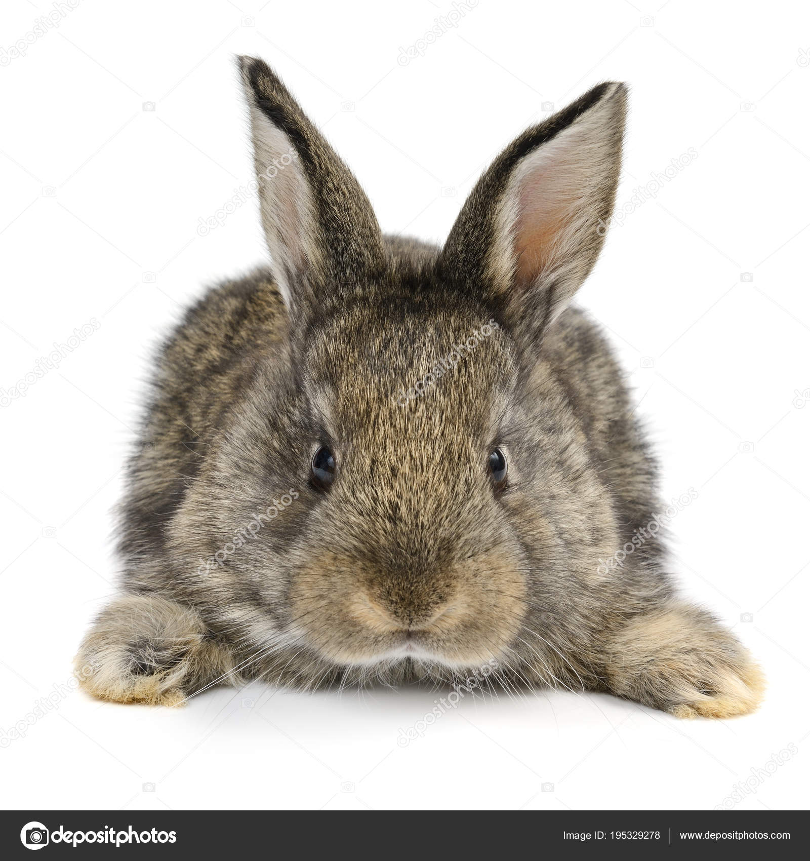 Little baby rabbit isolated on white — Stock Photo © Serg64 #195329278