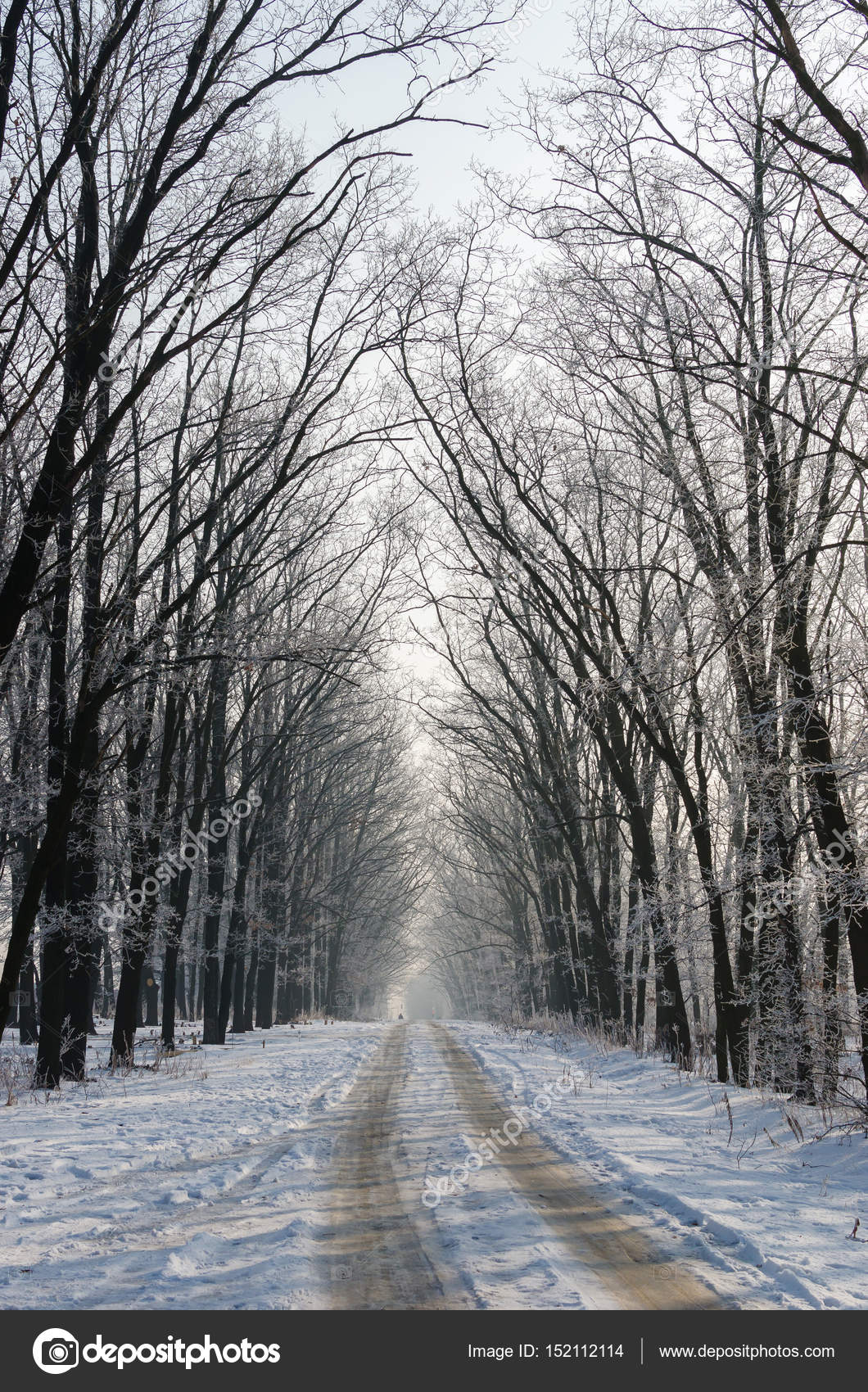 Beautiful Snowy Road