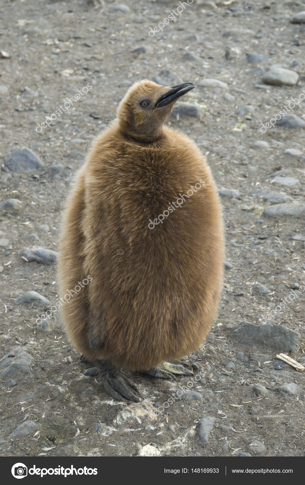 Fluffy Brown Penguin