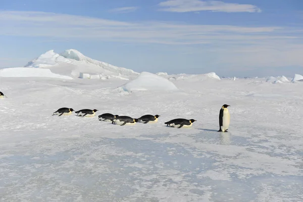 Emperor penguin migration Stock Photos, Royalty Free Emperor penguin ...
