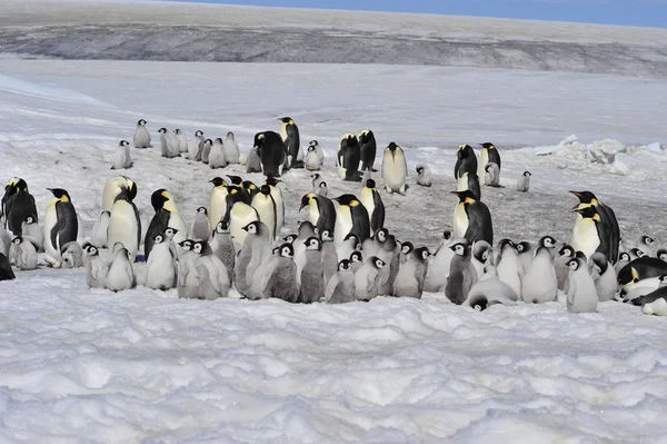 Emperor penguin migration Stock Photos, Royalty Free Emperor penguin ...
